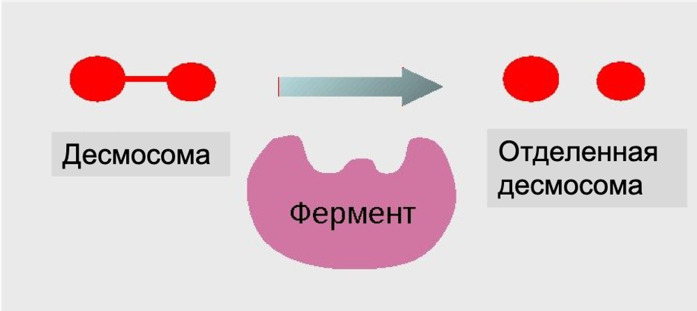 Golden Trace косметика для педикюра - купить на официальном сайте