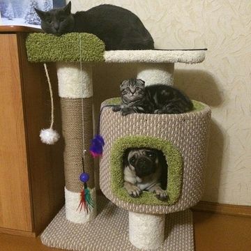 Когтеточка:Кошка домик:Кошка купить:Домик для кошки:Когтеточка для ...