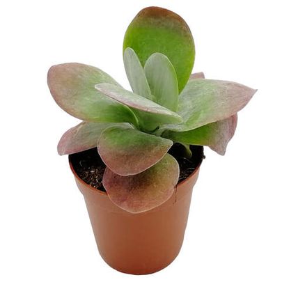 Суккуленты 🌵 - большой ассортимент в наличии