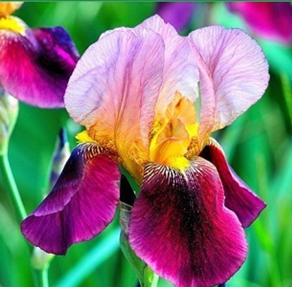 МЕТИЛ ИОНОН ГАММА (METHYL IONONE GAMMA PURE IFF) – купить за 300 ...