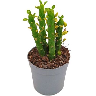 Купить живые суккуленты 🌵 Интернет-магазин суккулентов EnjoyPlants