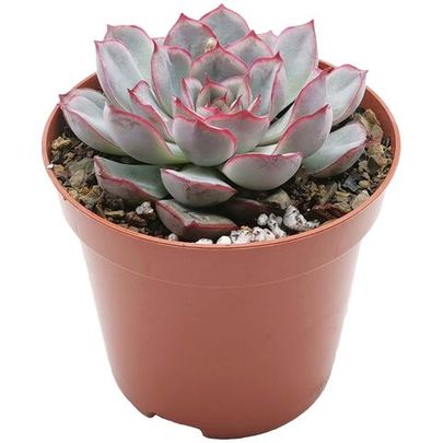 Купить живые суккуленты 🌵 Интернет-магазин суккулентов EnjoyPlants