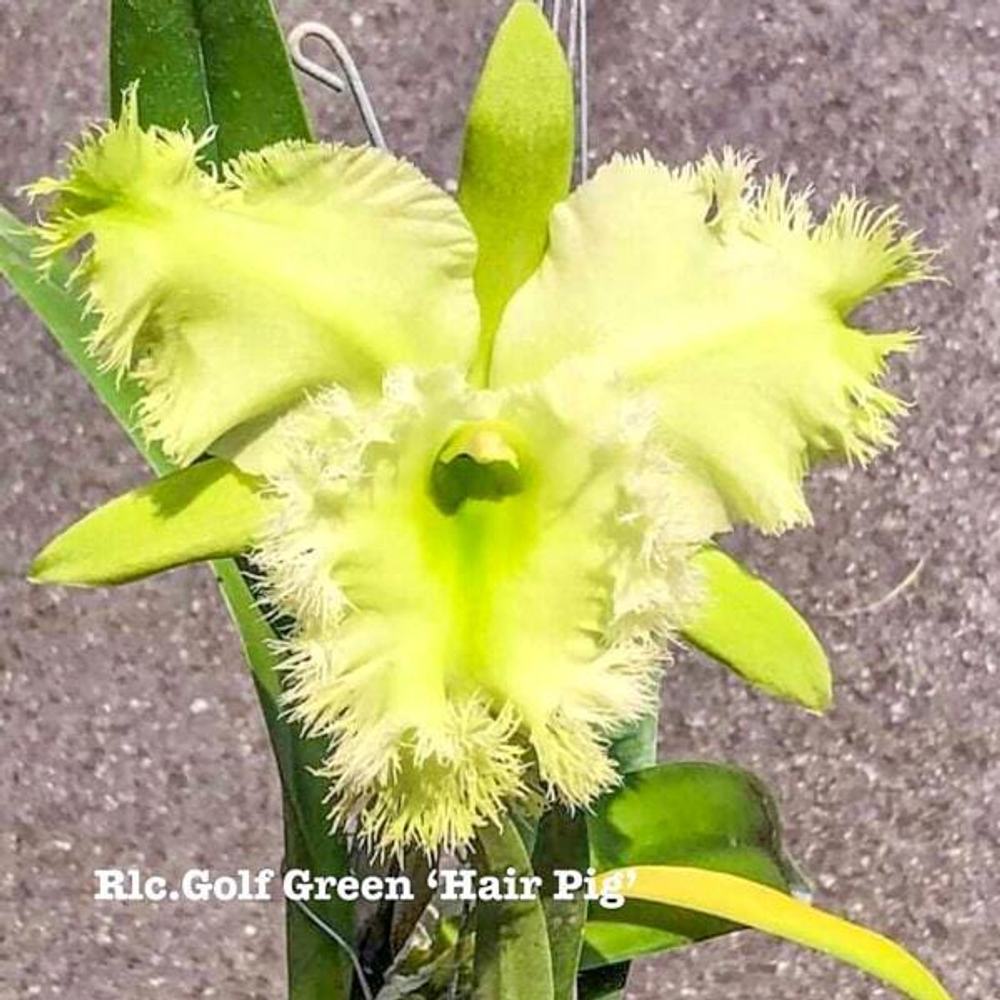 Орхидея ринхолелиокаттлея RLC. GOLF GREEN 'HAIR PIG' – купить за 2 800 ...