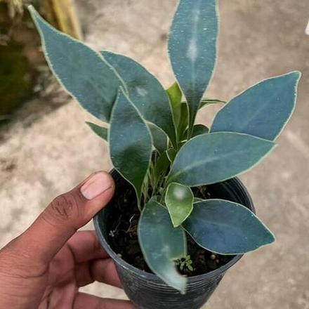 Прочие - экзотические комнатные растения. | ADENIUMLAND