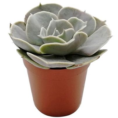Купить живые суккуленты 🌵 Интернет-магазин суккулентов EnjoyPlants