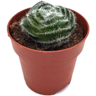 Суккуленты 🌵 - большой ассортимент в наличии