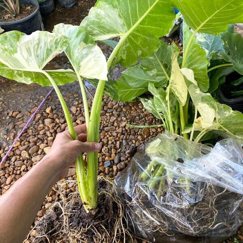 Алоказия MACRORRHIZA – купить за 2 000 ₽ | ADENIUMLAND