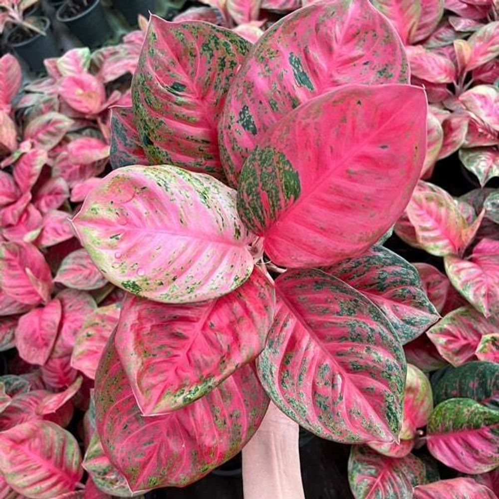 Аглаонема SOMBAT SIAM ORG – купить за 4 500 ₽ | ADENIUMLAND